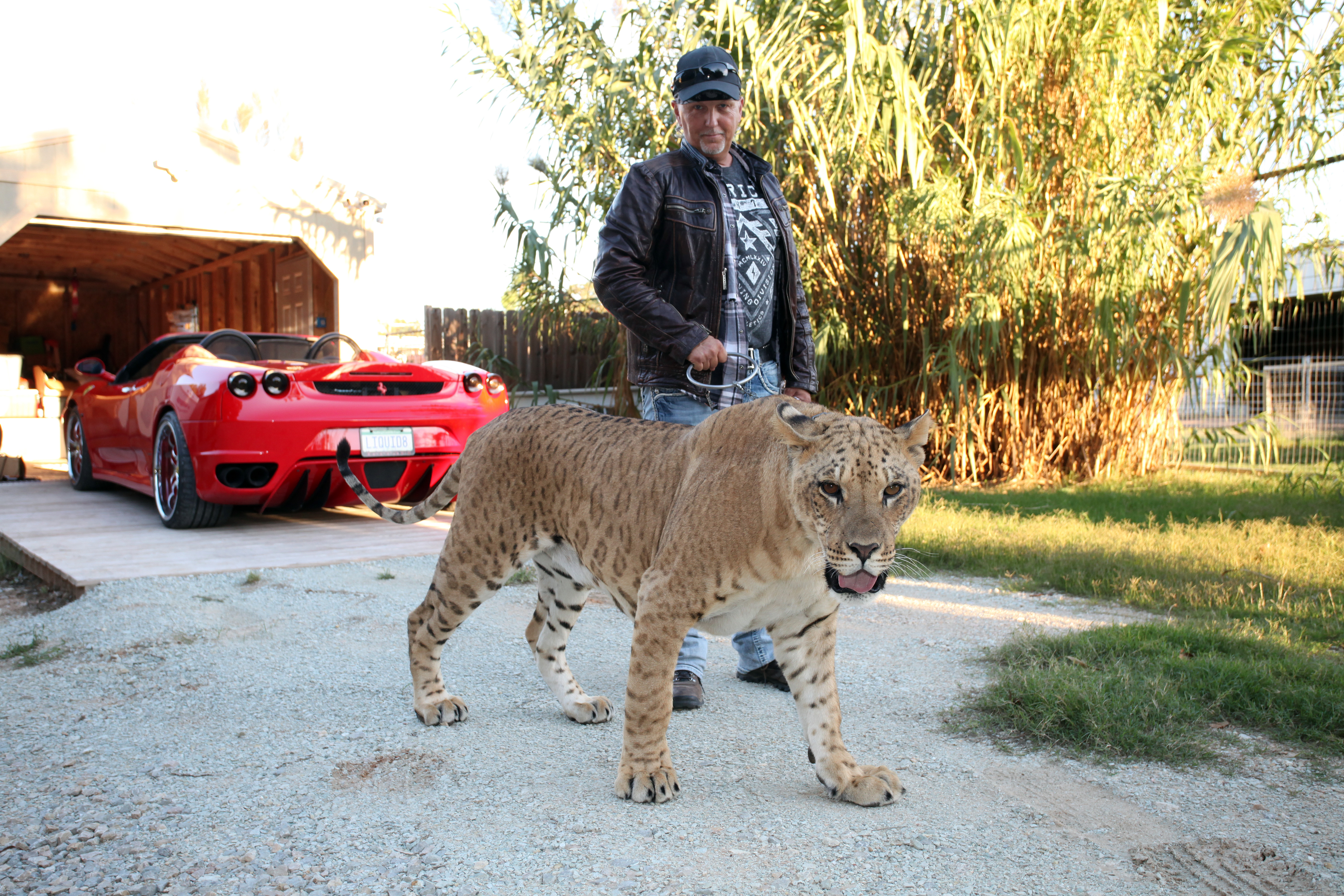 Feds Seize 68 Big Cats From ‘Tiger King Park’ in Oklahoma – NBC Bay Area