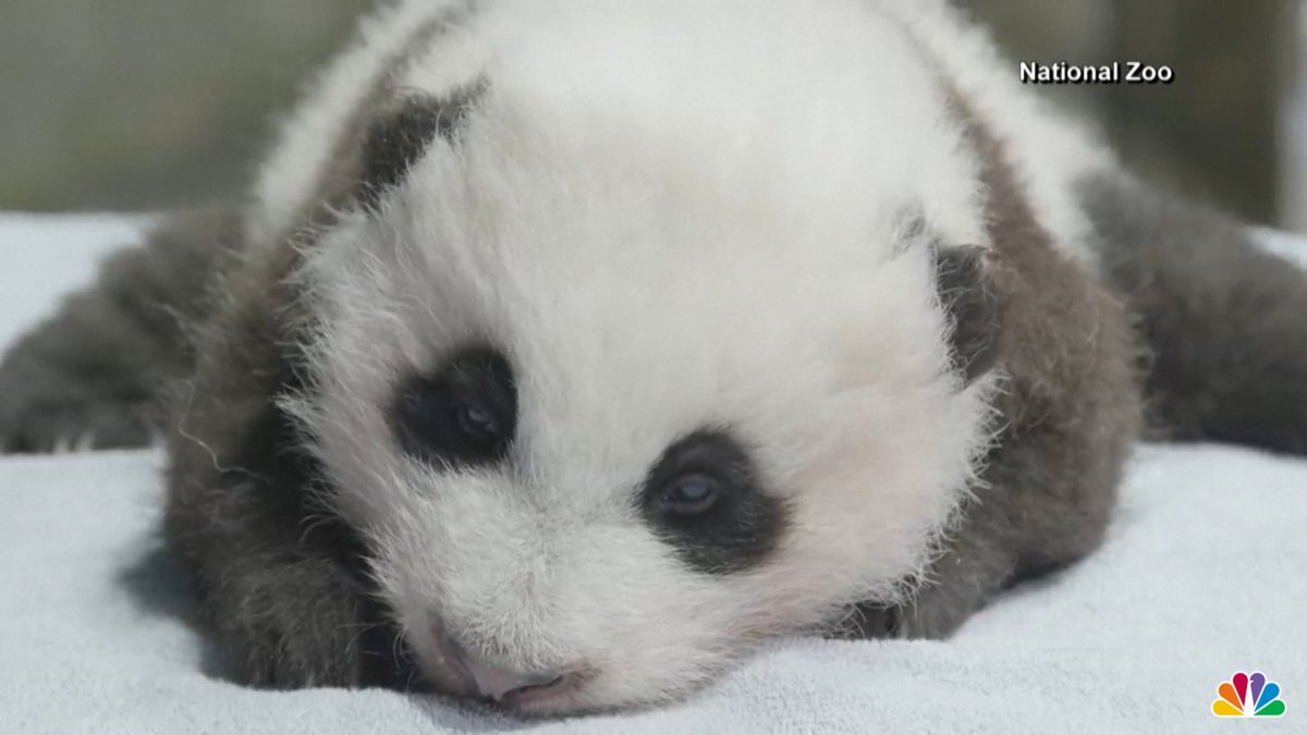 Meet The National Zoo’s Newest Giant Panda – NBC Bay Area