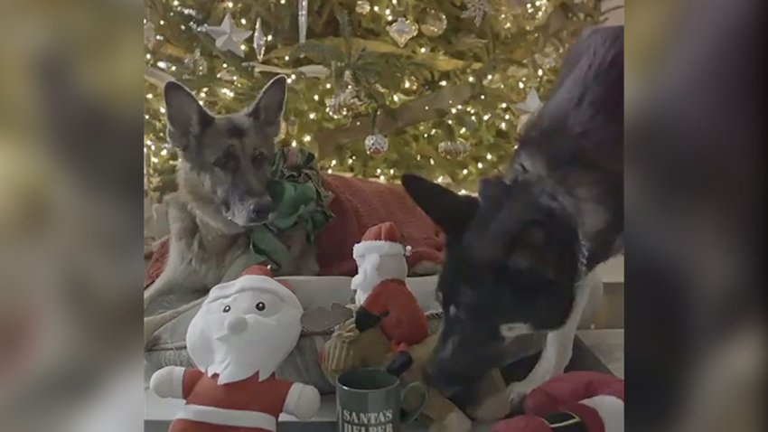 Champ and Major Biden Show Their Different Personalities in Adorable ...