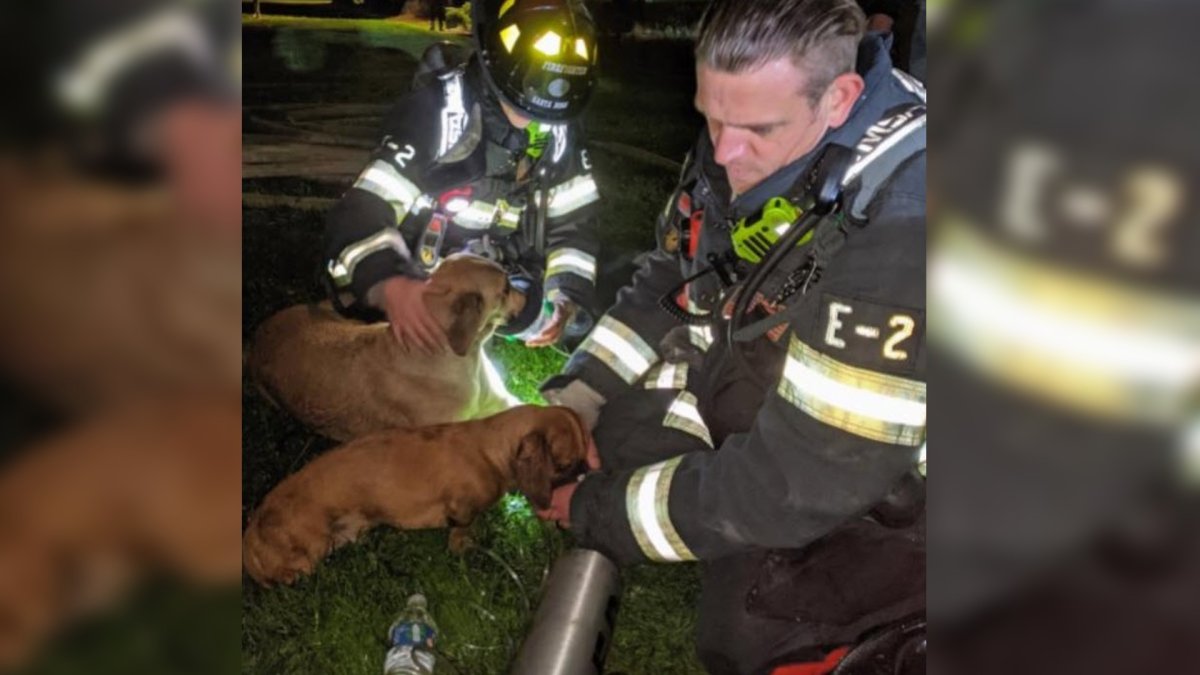 Santa Rosa Firefighters Rescue 4 Dogs From Apartment Fire – NBC Bay Area