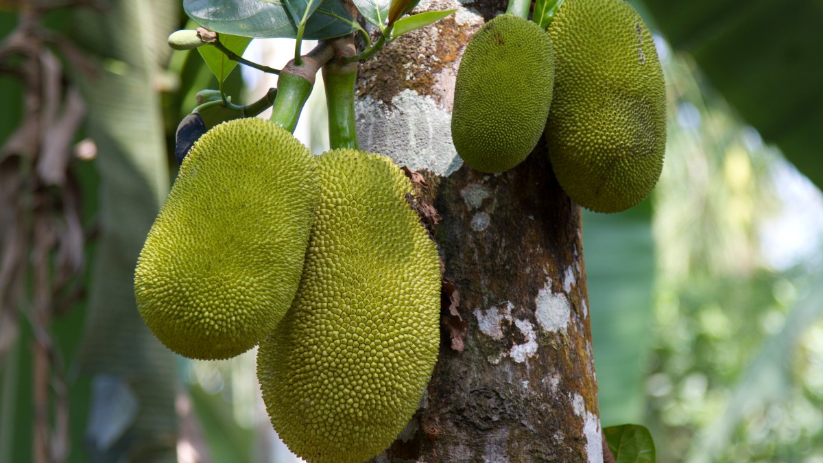 What Is Jackfruit? Benefits, How to Cook and Eat Jackfruit Recipes ...