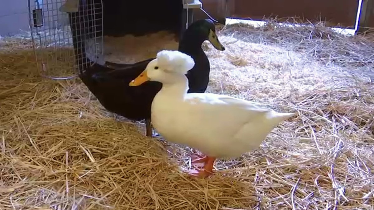 Famous Ducks at Oakland’s Lake Merritt Find New Home – NBC Bay Area