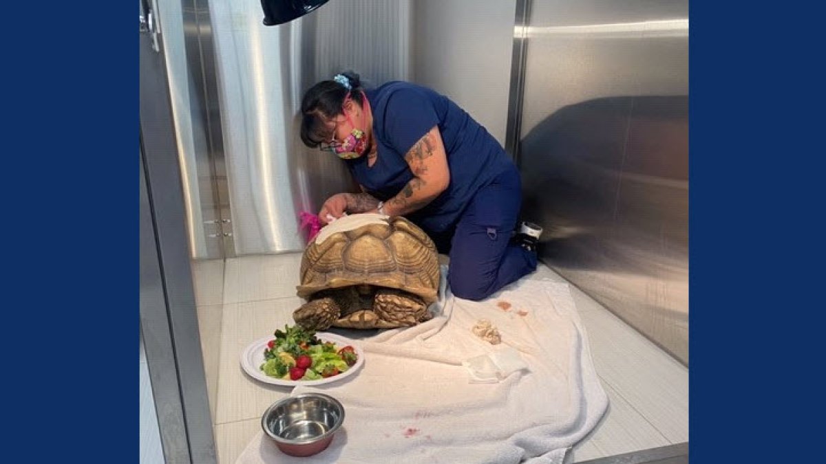 Pet Tortoise Stabbed at San Jose School; Suspect Arrested – NBC Bay Area