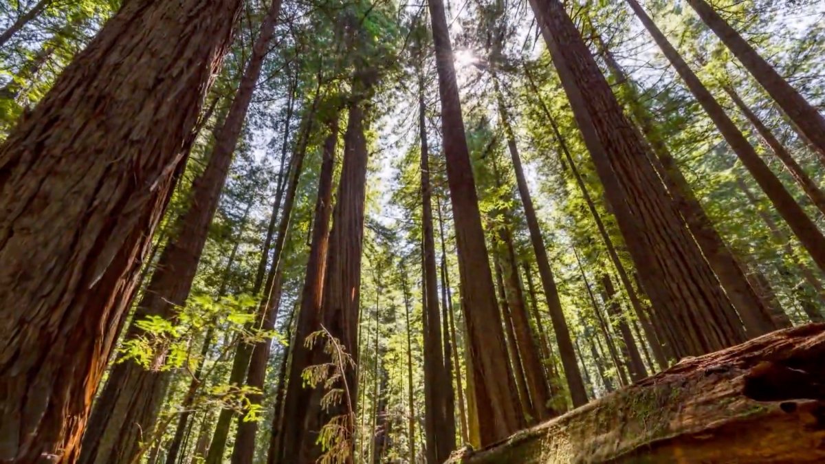 California Redwood Forest Returned to Native American Tribes – NBC Bay Area