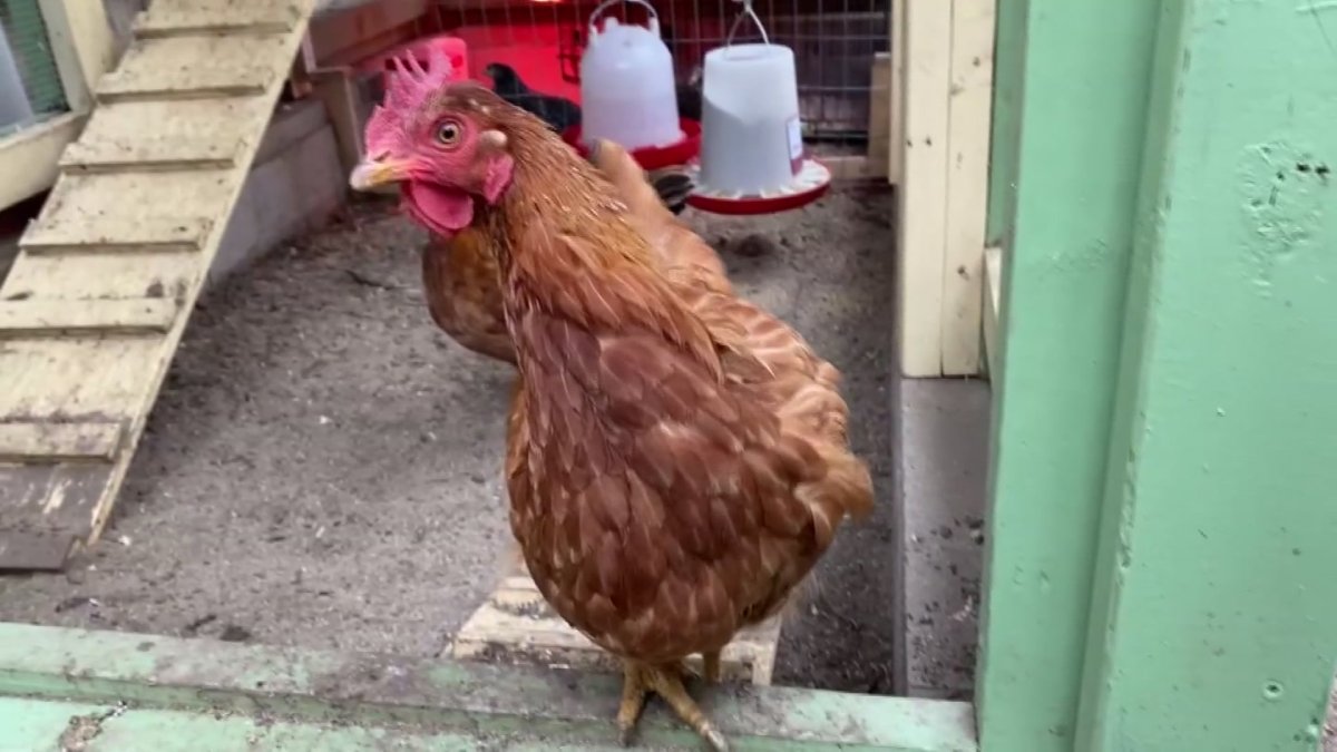 New Hobbies Continue to Pop Up During Pandemic, Including Backyard ...