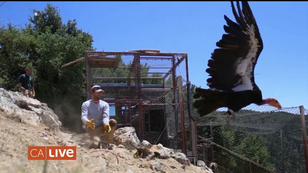 Soaring with the Mighty California Condor – NBC Bay Area