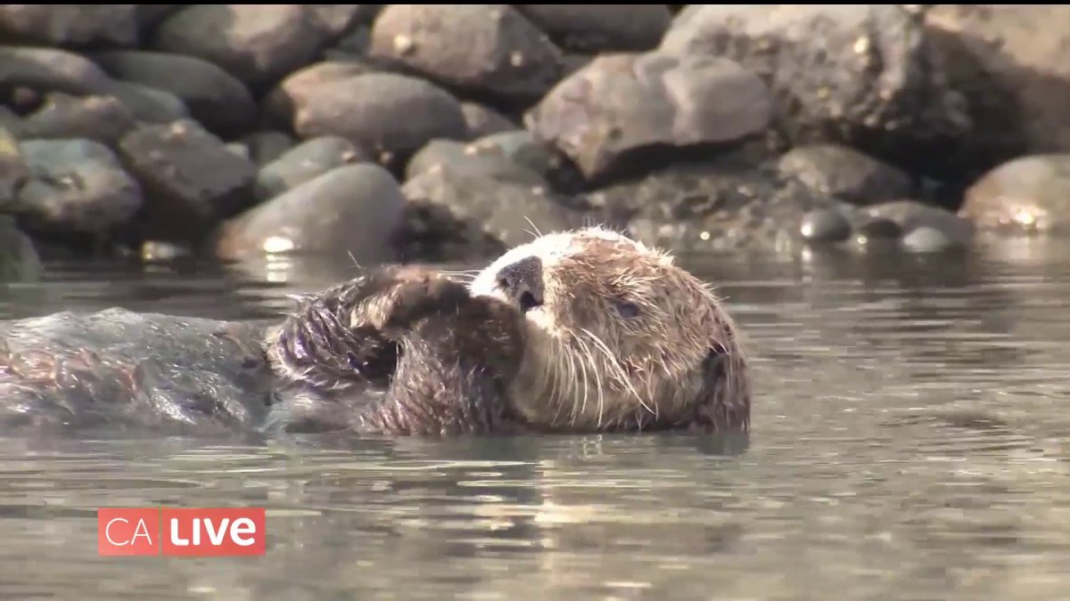 Monterey Bay’s Hidden Wonderland for Wildlife – NBC Bay Area