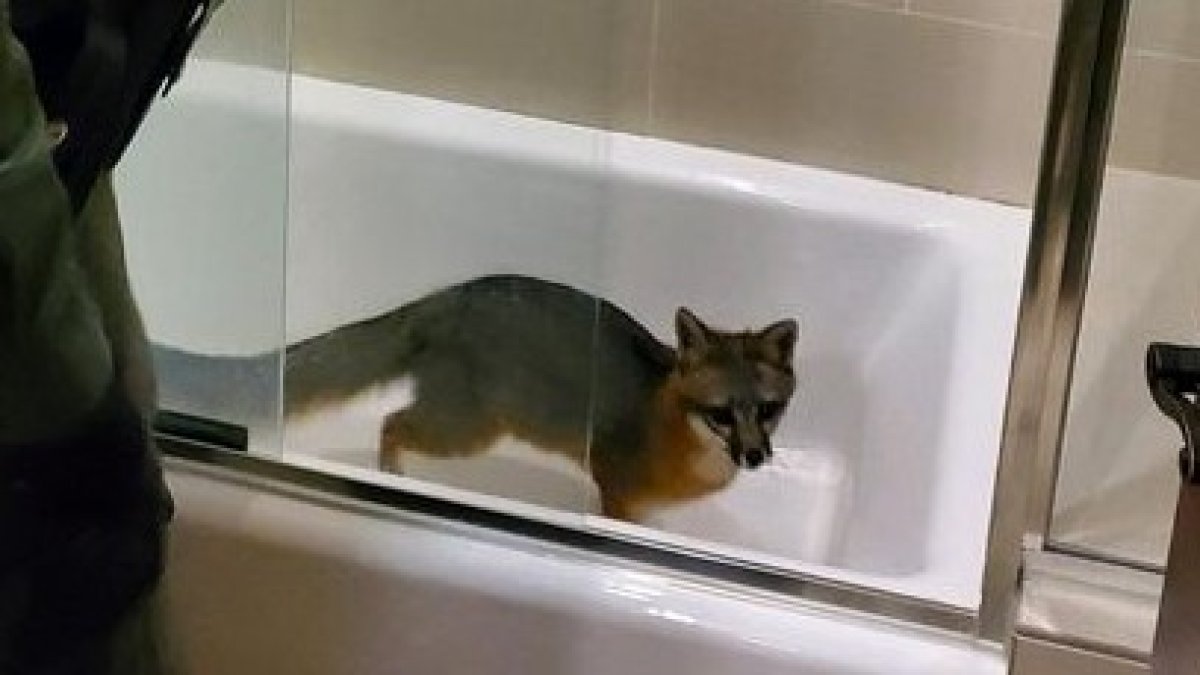 Wild Fox Running Around Los Altos Hills Home Captured in Bathroom ...