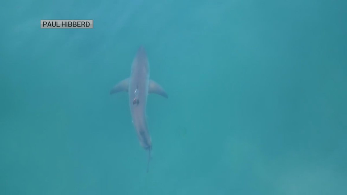 Sharks Del Mar – NBC Bay Area