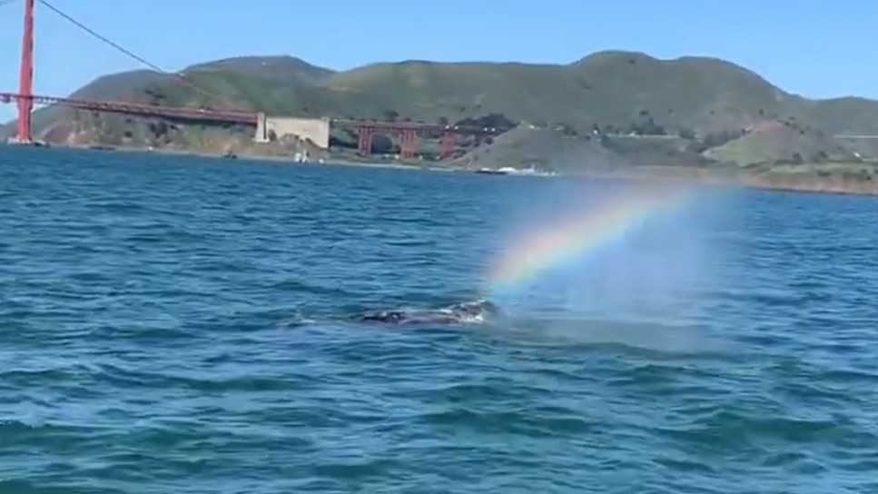 Rainbow Seen in Whale’s Spray – NBC Bay Area