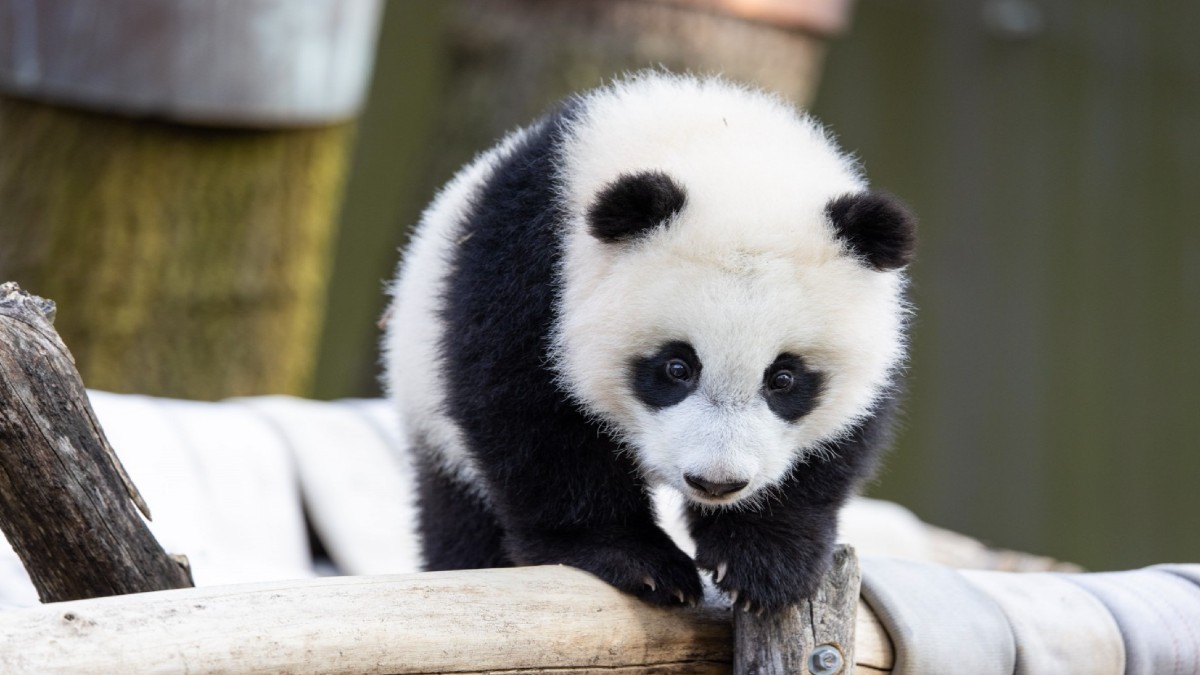 Here’s why DC’s pandas departure may signal a Chinese pullback – NBC ...