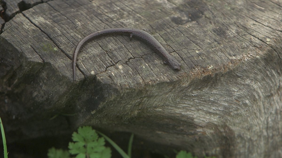 Local Salamander Study Could Shed Light on Life in Fire Zones – NBC Bay ...