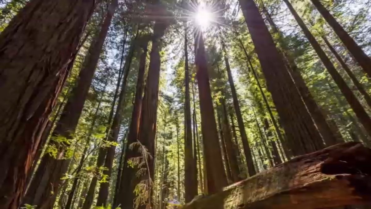 Climate Focus: ‘Unprecedented’ Protection for US Land, Oceans – NBC Bay ...