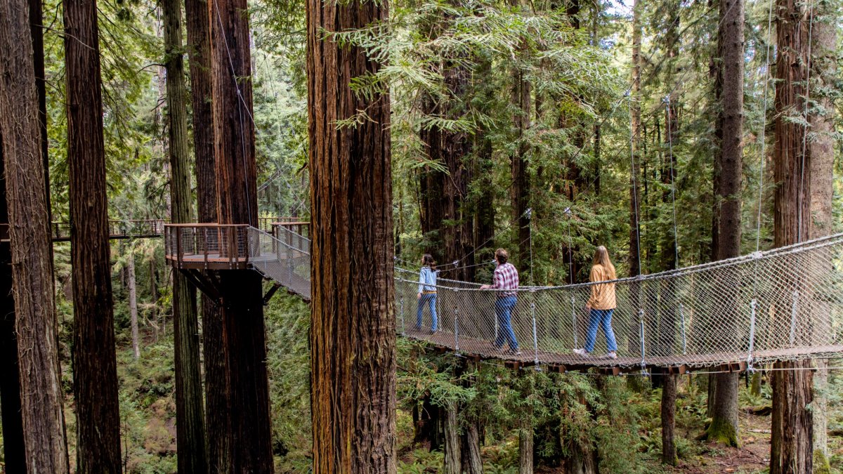 Walk Among the Redwoods on a Dazzling New Sky Walk – NBC Bay Area