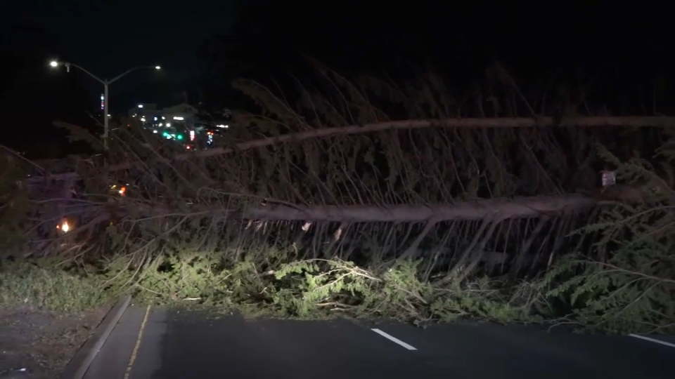 Strong Wind Gusts Topple Trees, Cause Damage Along SF Peninsula – NBC ...