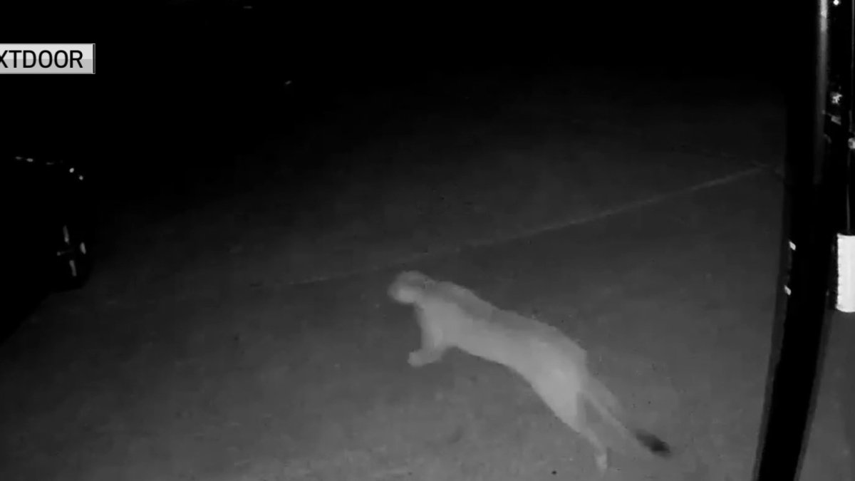 Caught on Camera: Mountain Lion Spotted Chasing Raccoon in Millbrae ...