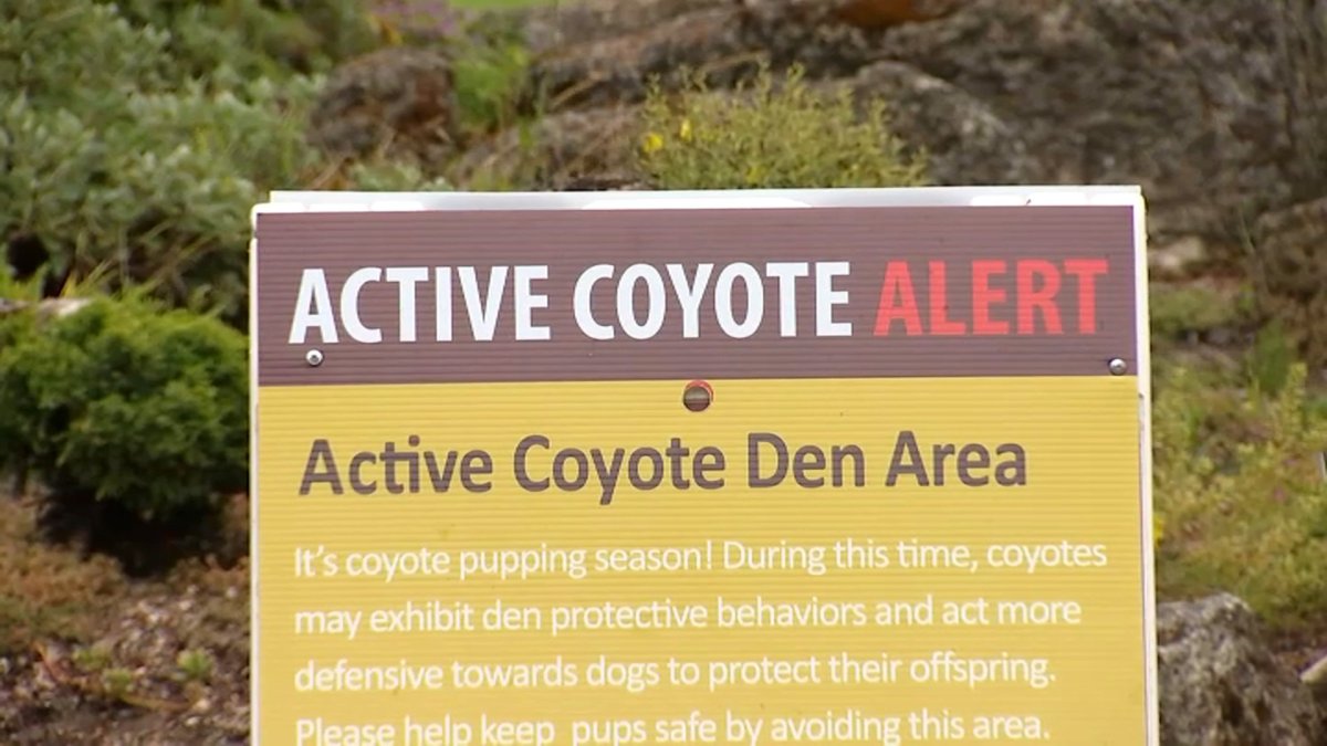 San Francisco Coyotes Appear to Be Getting More Comfortable Around ...