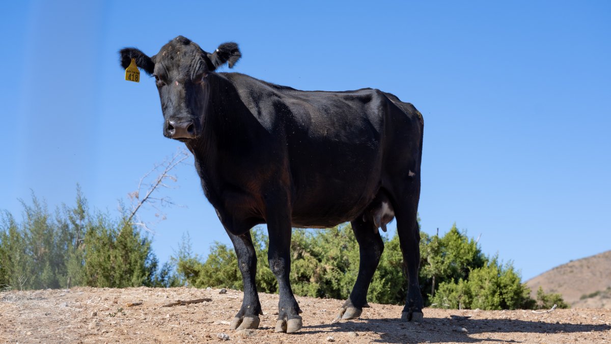 Only Surviving Cow That Escaped Slaughterhouse Arrives at New Home ...