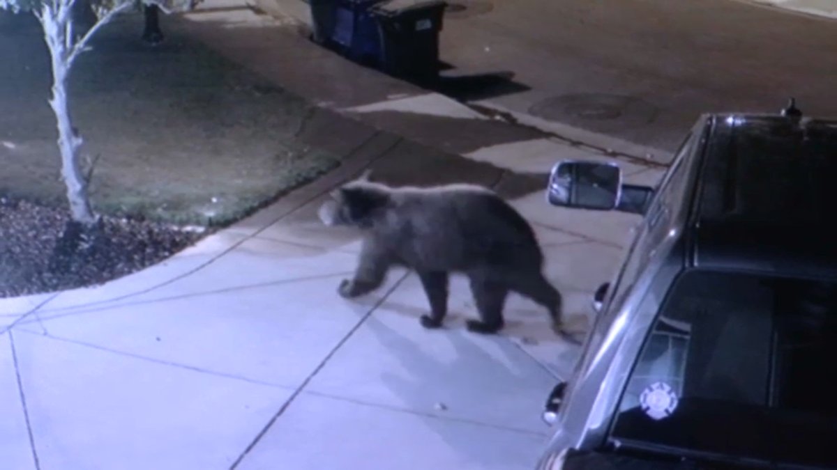 ‘Couldn’t Believe It’: Bear Spotted in Oakley Neighborhood – NBC Bay Area