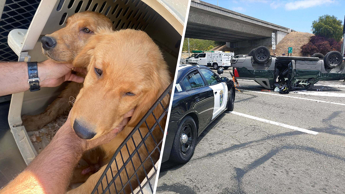 Puppies OK, Suspect Arrested After Heist, Rollover Crash on East Bay ...