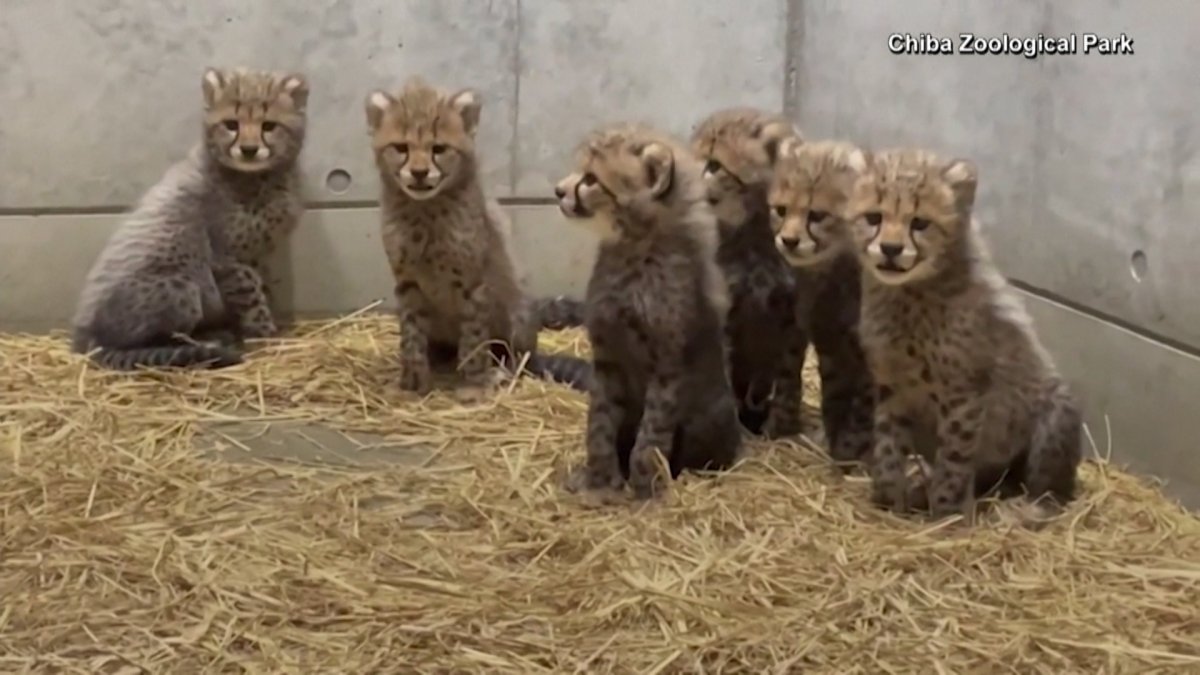 Baby Cheetahs in Japanese Zoo Chirp Like Birds – NBC Bay Area