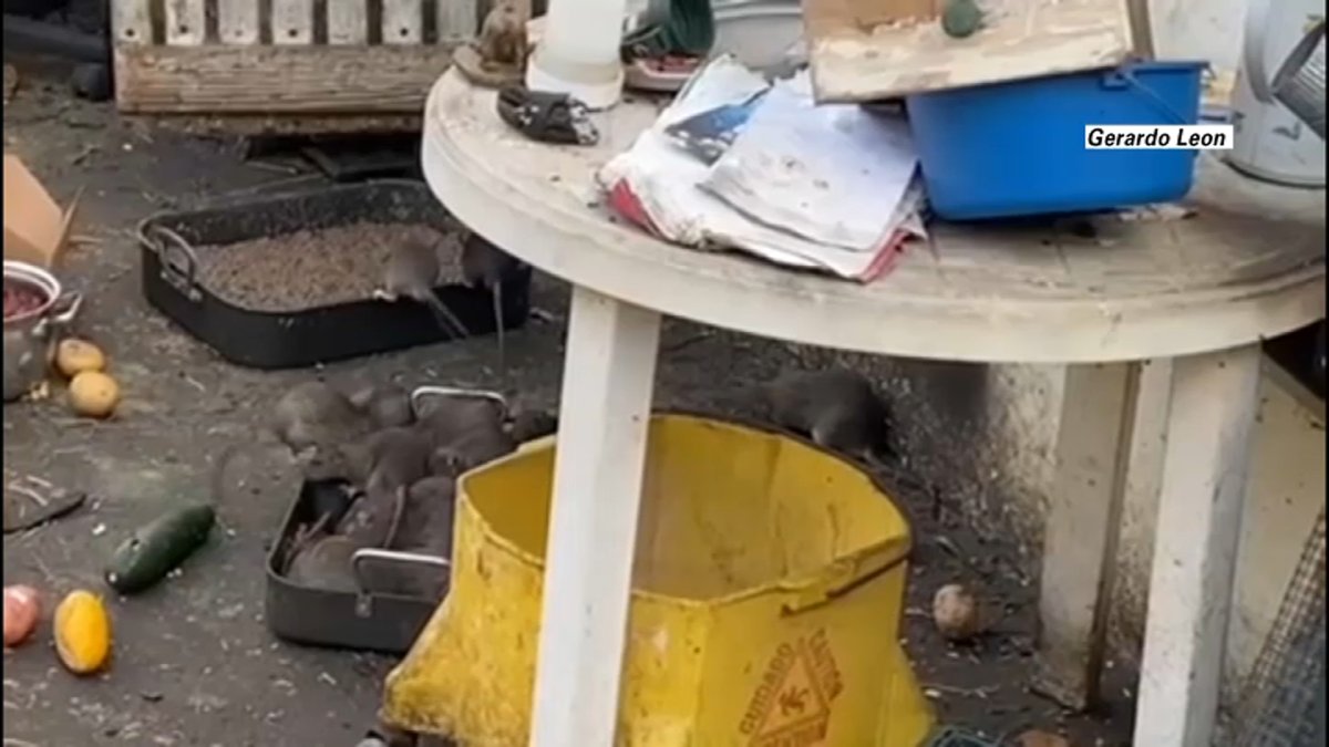 ‘It’s Unlivable’: East Bay Neighborhood Says Property Is Infested With ...