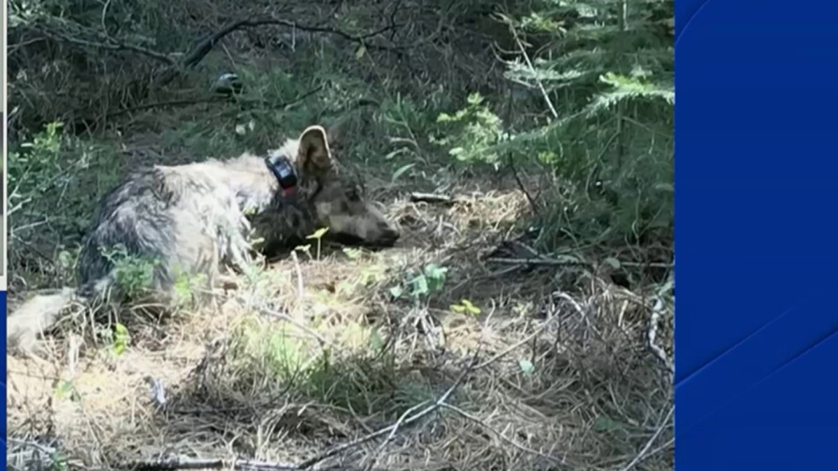 Lassen Wolf Pack Survives Dixie Fire – NBC Bay Area