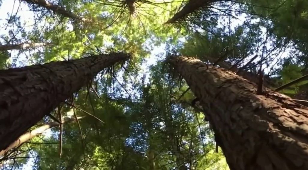 Massive Dixie Fire in Northern California Tied to Rotted Tree – NBC Bay ...