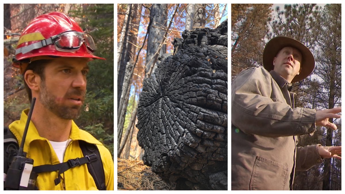 Scientists Spar Over Whether Burned Trees Fuel or Calm Future Wildfires ...