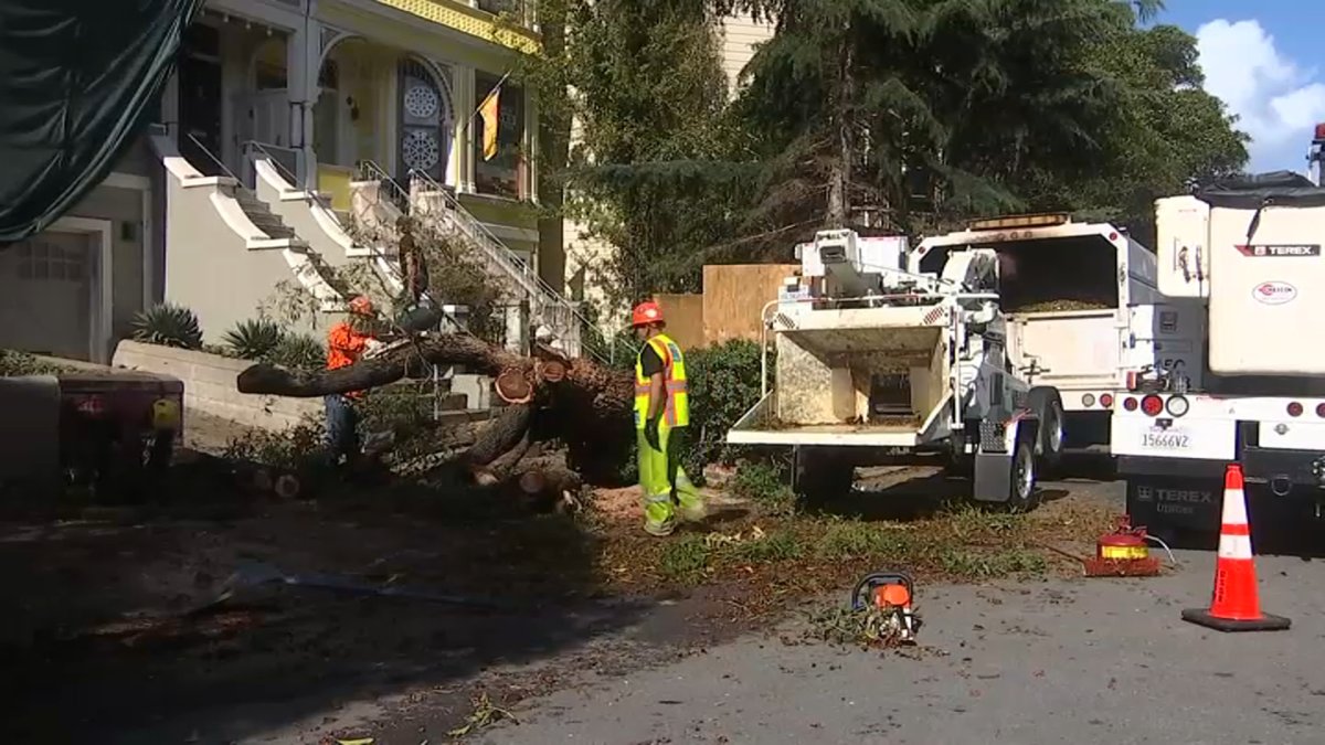 Crews Clean Fallen Trees, Branches Left Behind After Torrential Storm ...