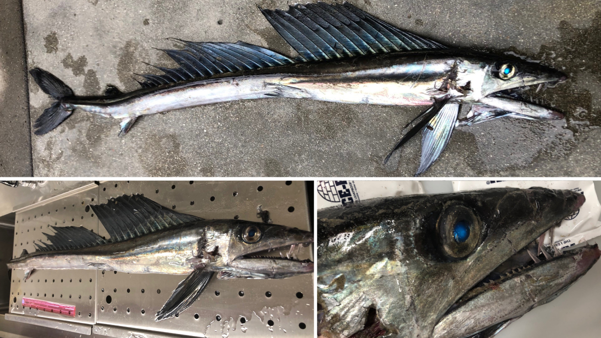 Canabalistic Fish Washes Ashore in San Diego – NBC Bay Area