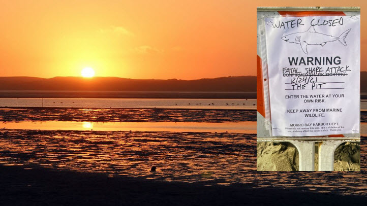 Surfer Killed In Shark Attack At Morro Bay Beach Authorities Nbc Bay