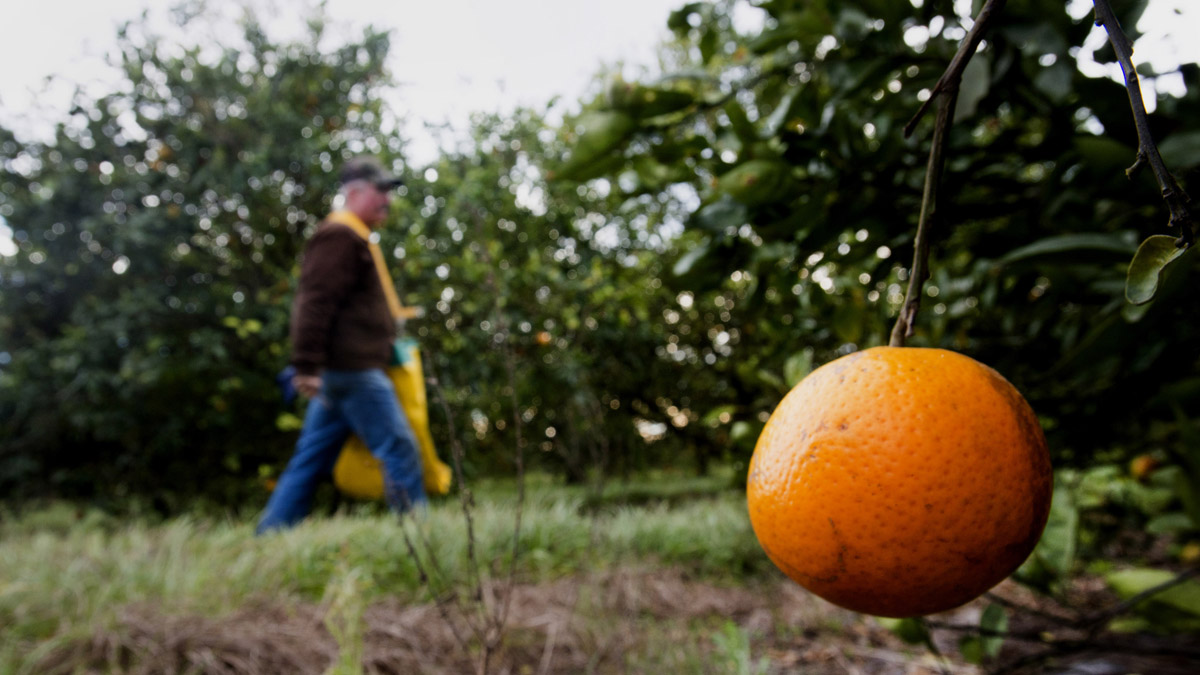 Florida on Pace for Smallest Orange Crop in Over 75 Years – NBC Bay Area