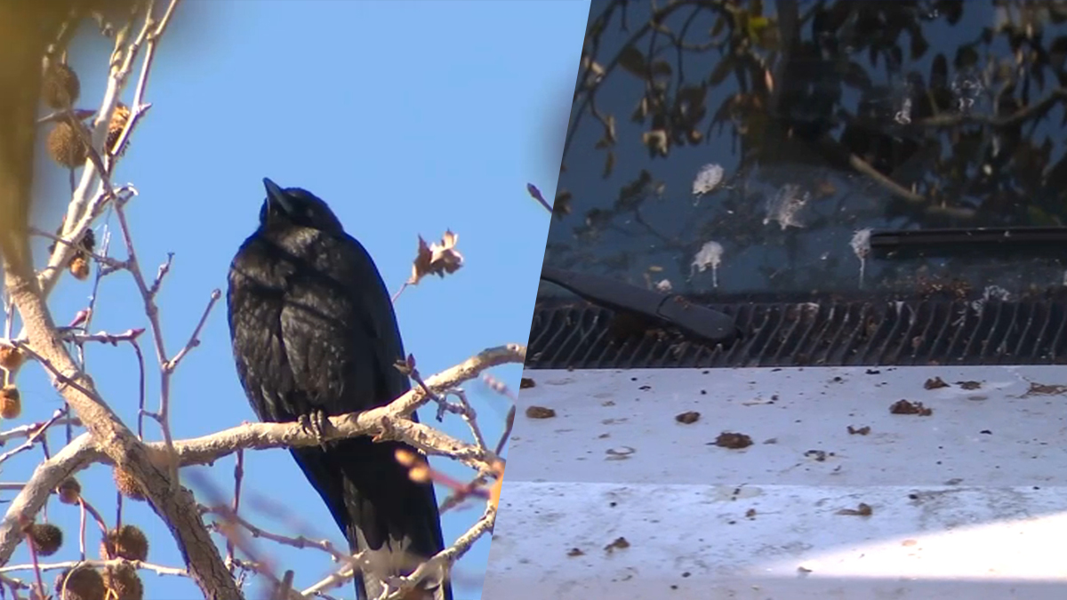 Sunnyvale Looking at High Tech to Combat Crows Flocking to the City ...