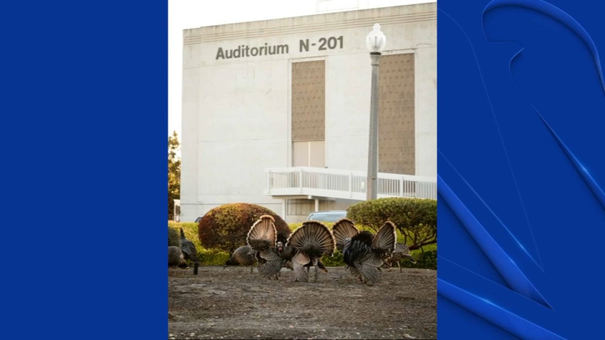Turkeys Wreak Havoc at NASA Ames Center in Mountain View – NBC Bay Area