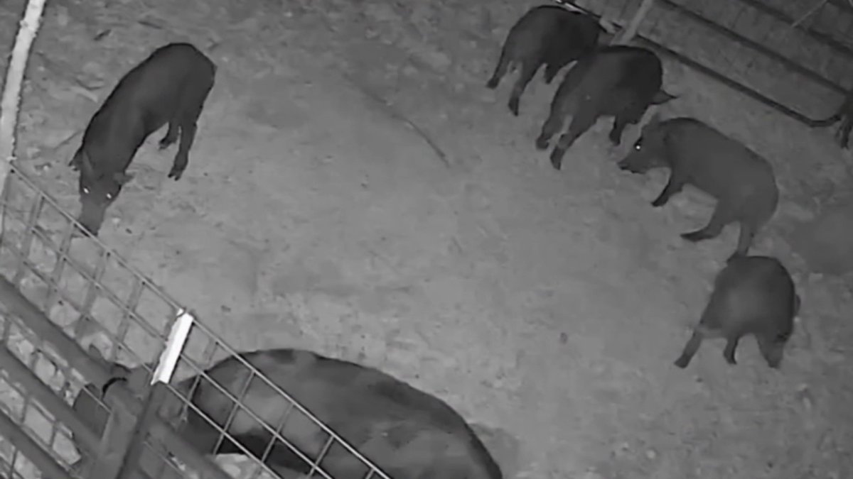 Feral Pigs Putting Environment, Drinking Water at Risk in the East Bay ...