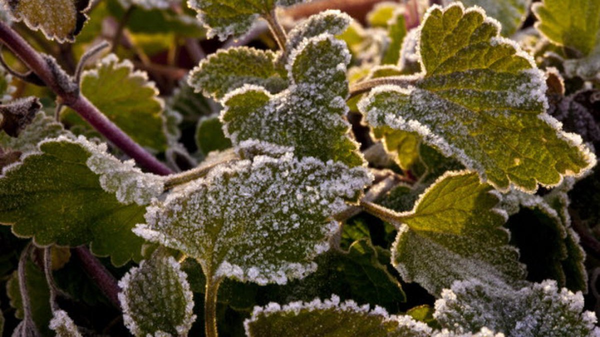 Overnight Sub-Freezing Temperatures Expected Through Friday – NBC Bay Area