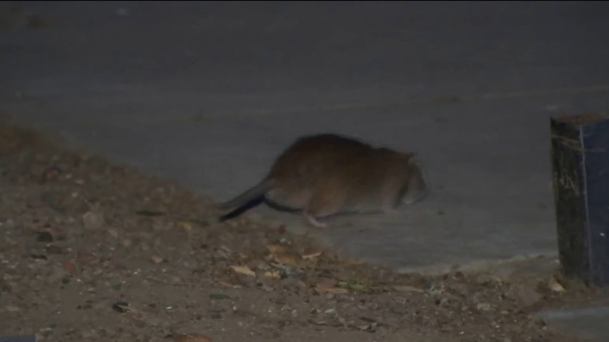 San Jose Leaders Step In After Rat Infestation Found Near Park ...