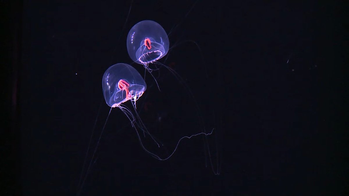 Into the Deep: New Monterey Bay Aquarium Exhibit – NBC Bay Area