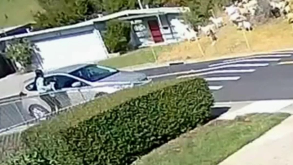 Newborn Goat Stolen in Pinole – NBC Bay Area