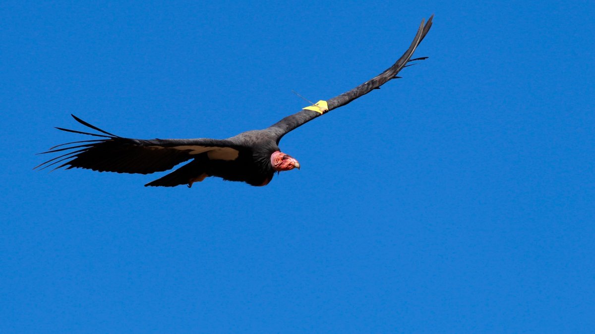 Condors Soar Again Over Northern California Coastal Redwoods – NBC Bay Area