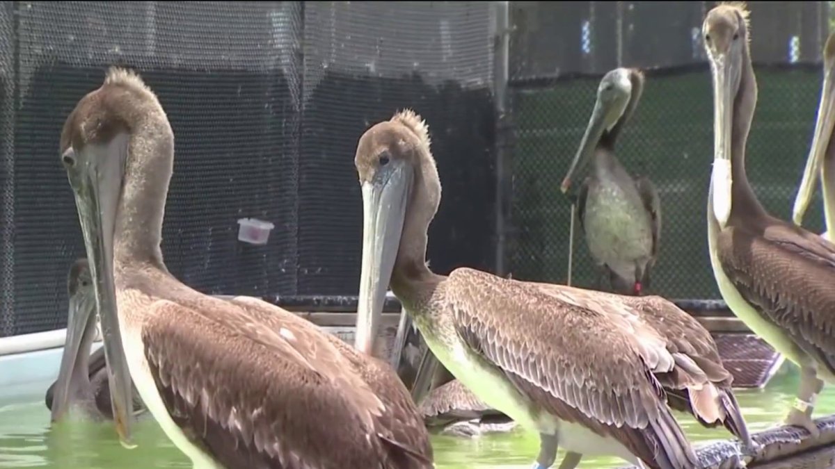 Pelican Crisis: Hundreds of Sick, Injured Birds Reported Throughout ...
