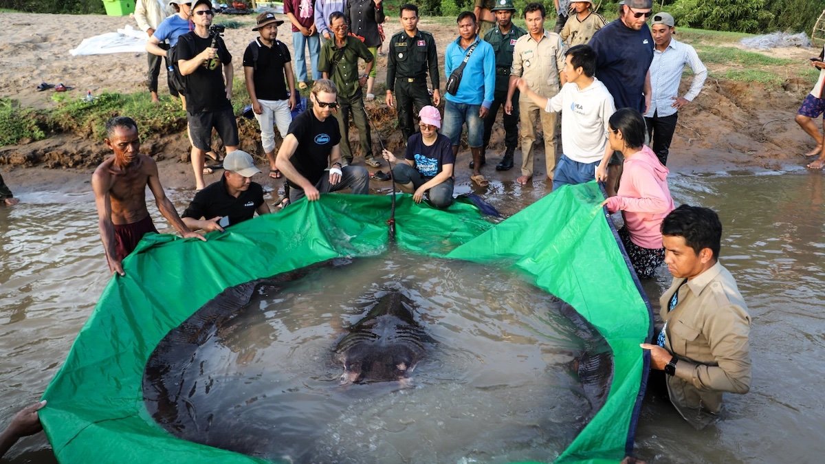 World’s Largest Recorded Freshwater Fish Caught in Cambodia – NBC Bay Area