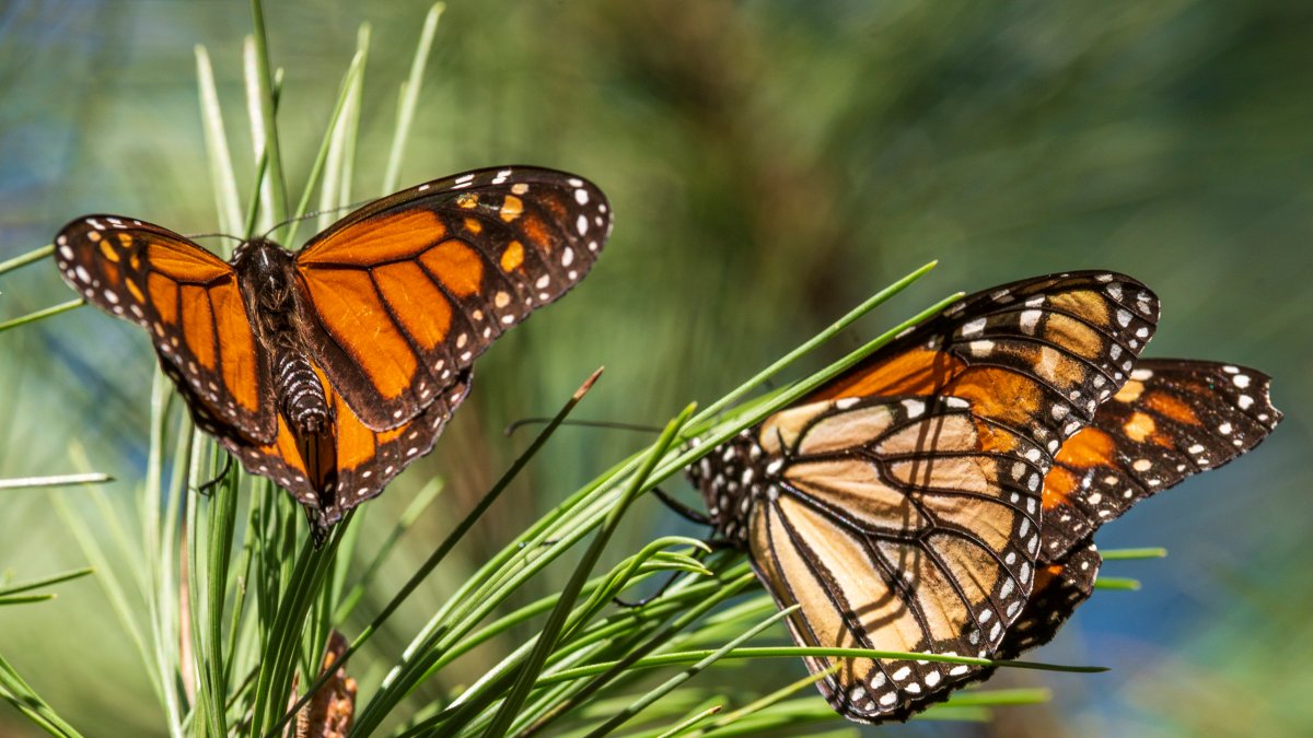 Dramatic drop in monarch butterfly count – NBC Bay Area
