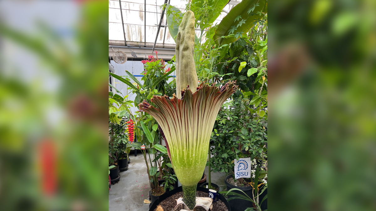 Corpse Flower at San Jose State Begins to Bloom – NBC Bay Area