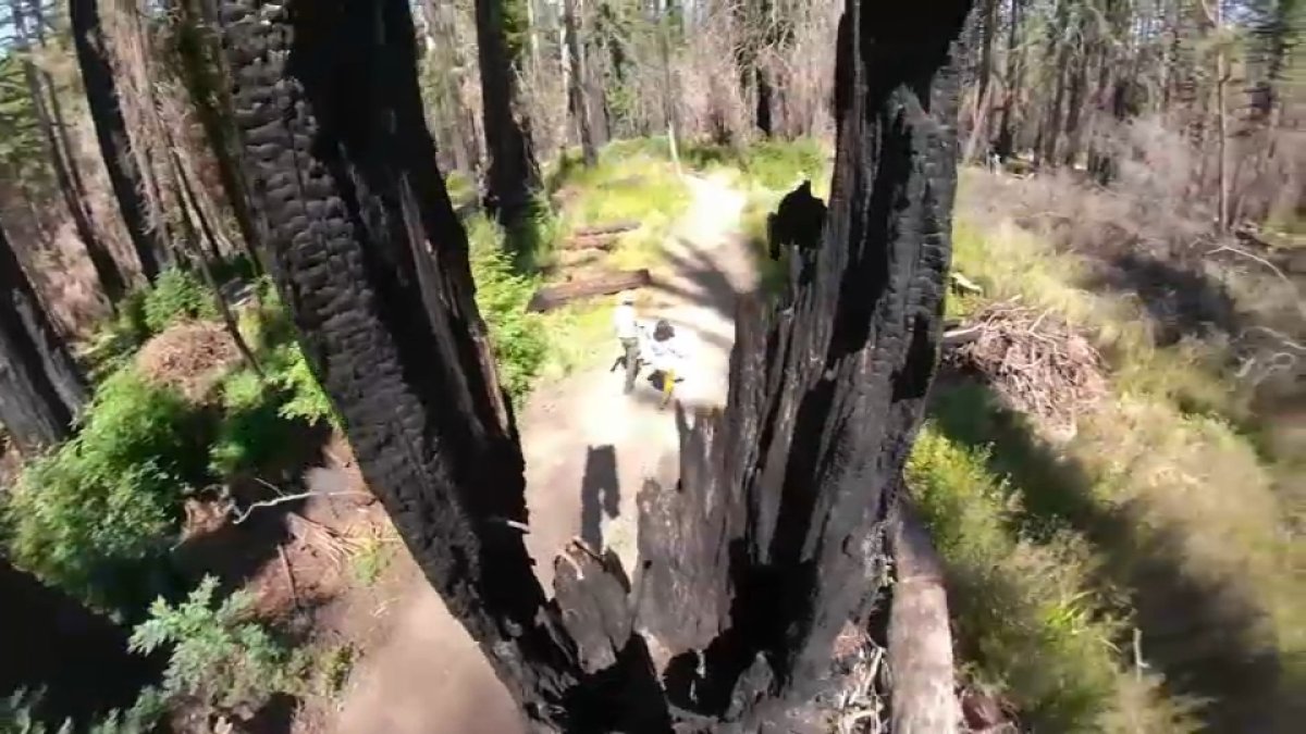 Big Basin Redwoods to Partially Reopen 2 Years After Devastating Fire ...
