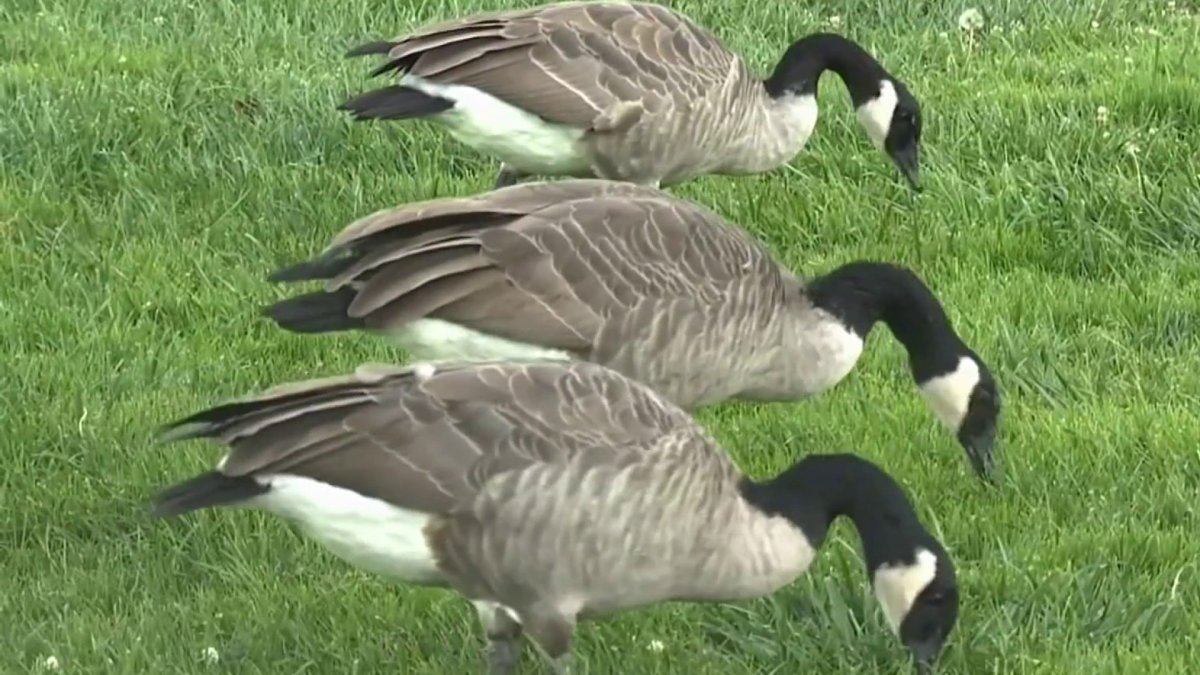 Protesters Continue Fight Against Foster City’s Proposed Geese Cull ...
