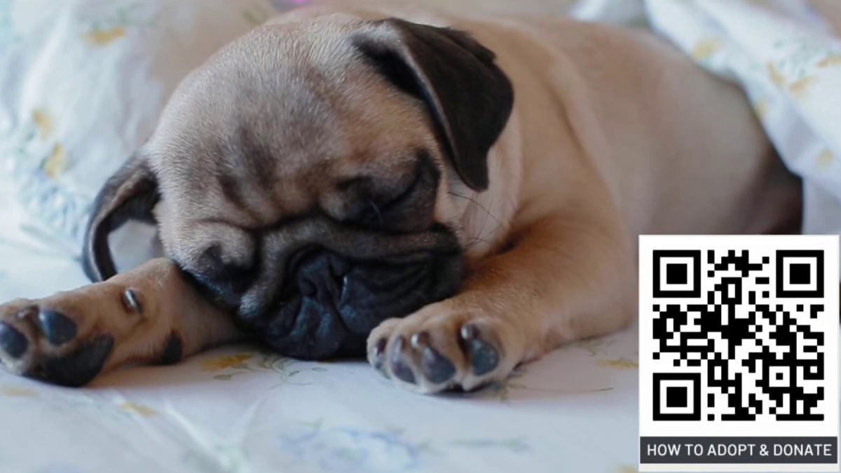 Here’s how much cute puppies can cost, and how to budget – NBC Bay Area