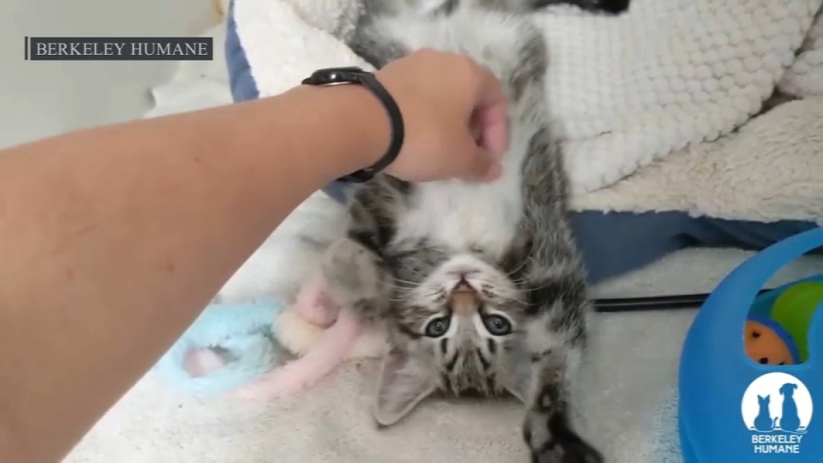 Watch: Berkeley Humane Preps for Clear the Shelters Event – NBC Bay Area