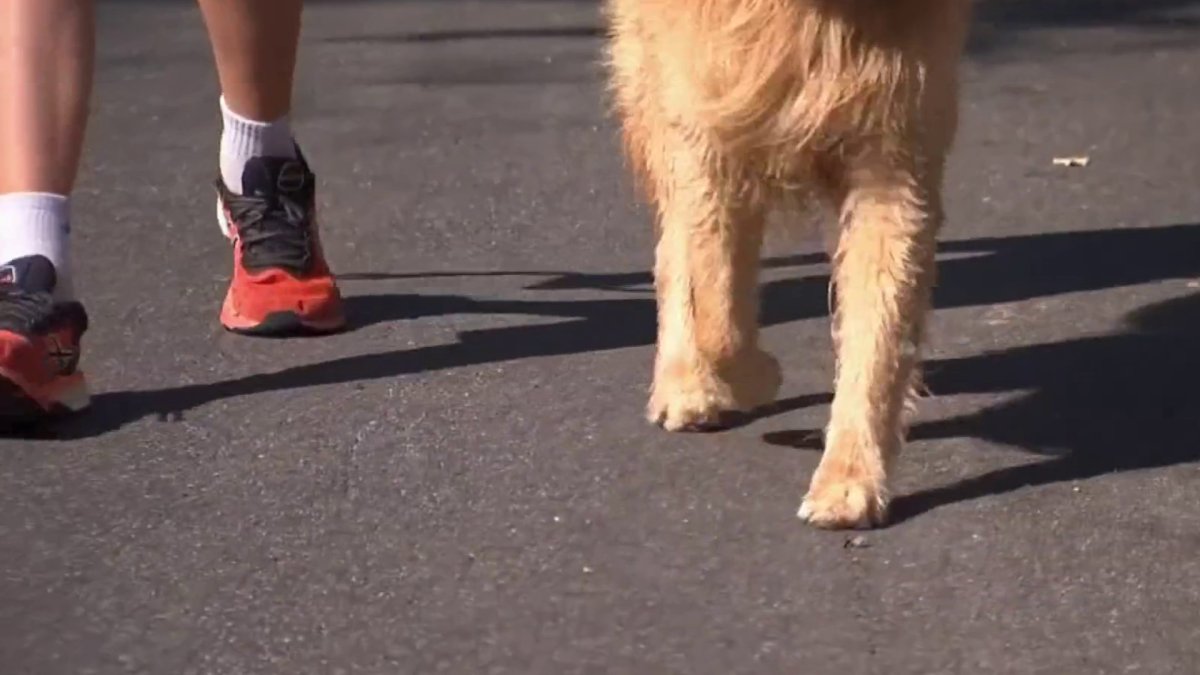 Keeping Pets Safe During Heat Wave – NBC Bay Area